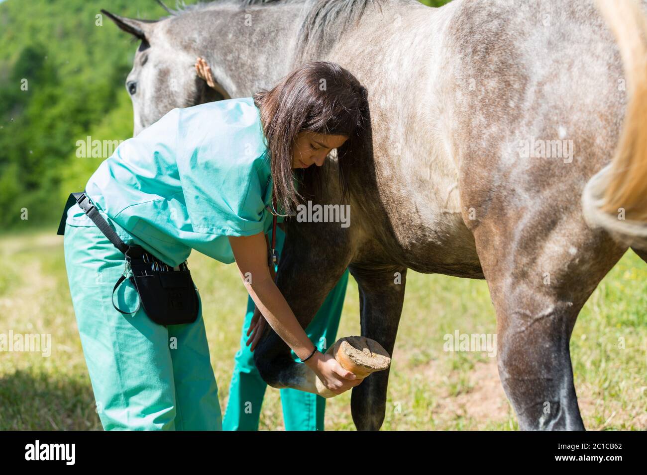 Endoscope A Horse High Resolution Stock Photography and Images - Alamy