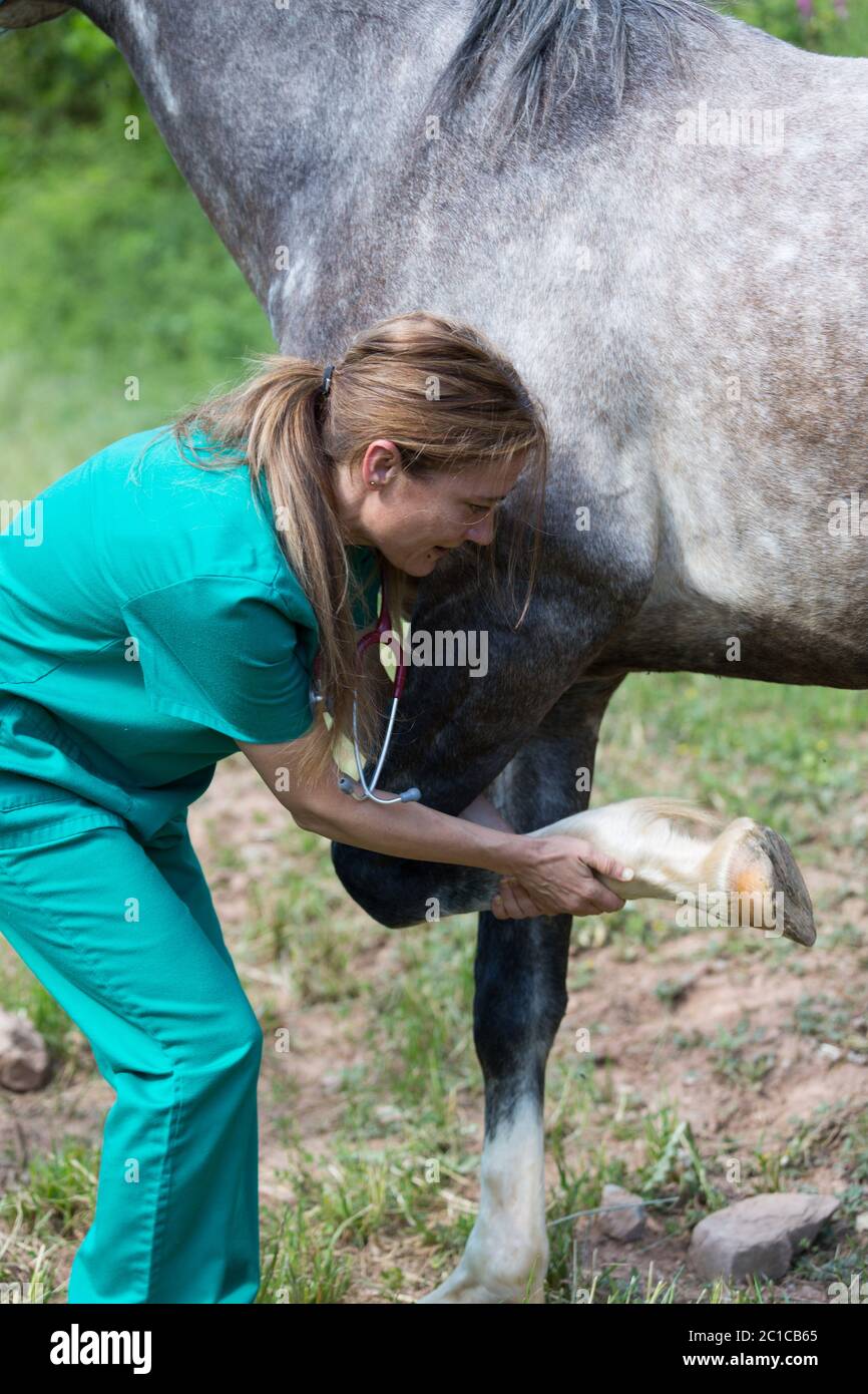 Veterinary great performing a scan to a young mare Stock Photo - Alamy