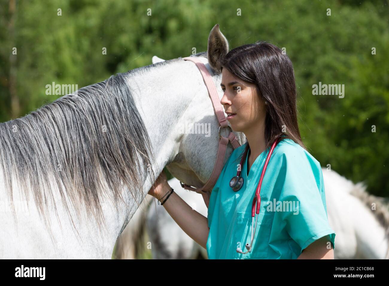 Veterinary great performing a scan to a young mare Stock Photo - Alamy