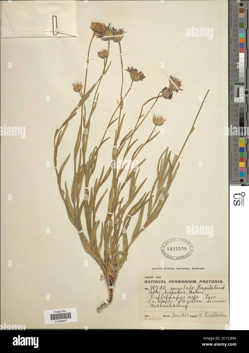Aster hispidus Thunb Aster hispidus Thunb Stock Photo - Alamy