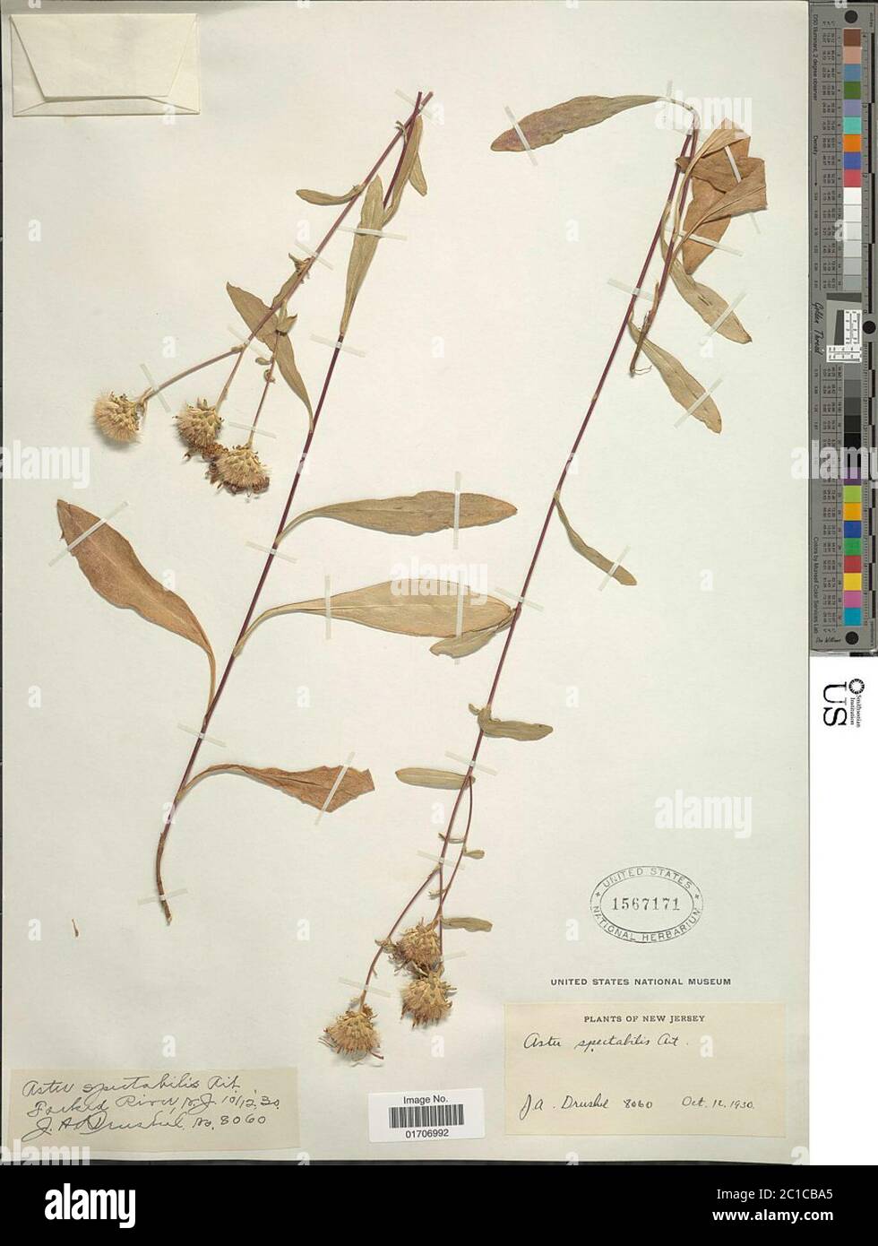 Eurybia spectabilis Eurybia spectabilis Stock Photo - Alamy