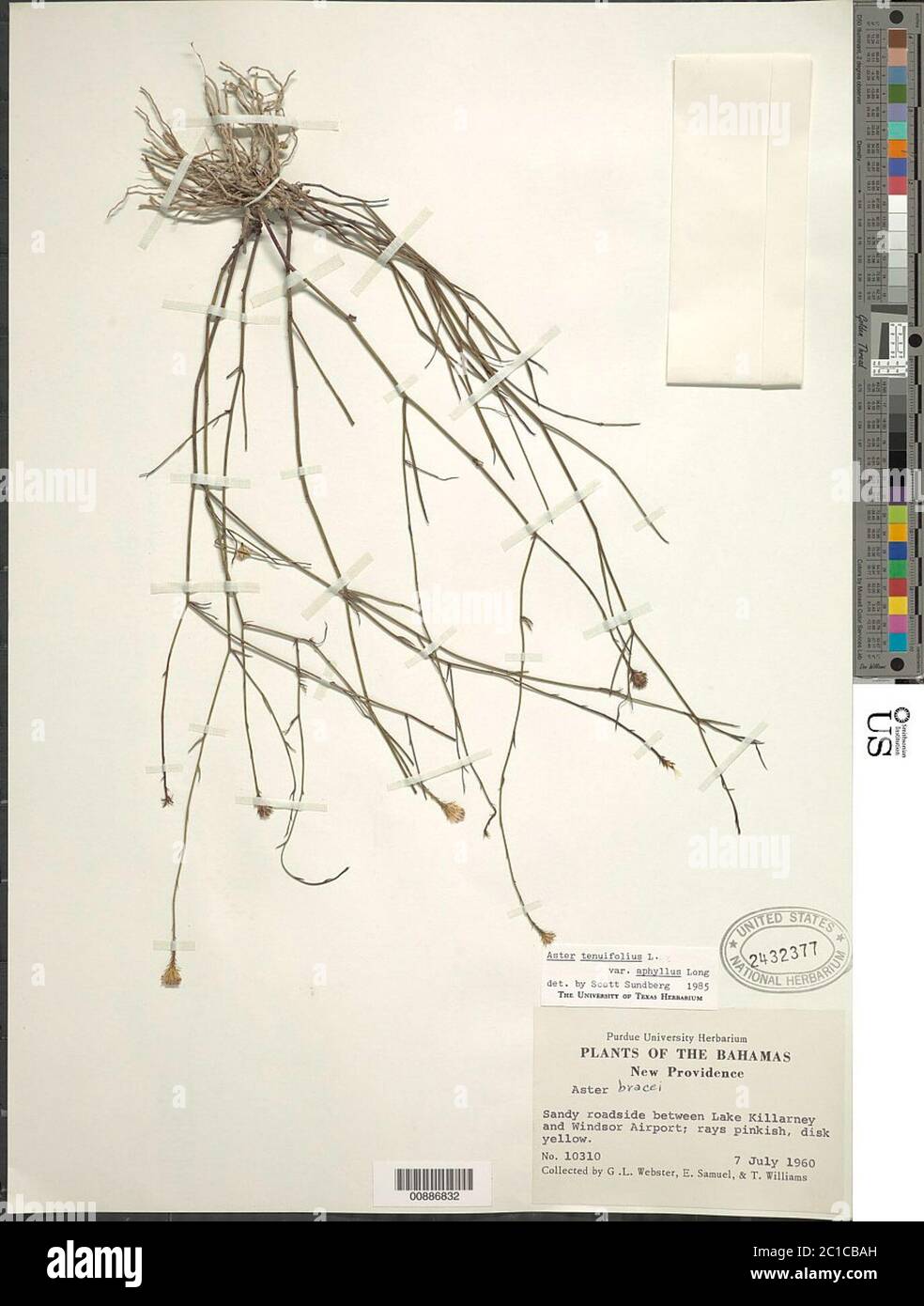 Symphyotrichum tenuifolium L GL Nesom Symphyotrichum tenuifolium L GL ...