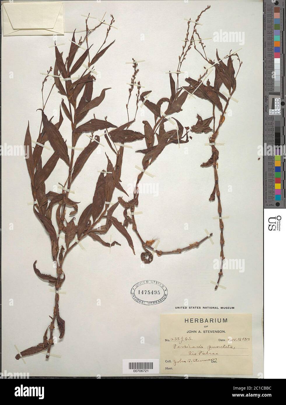 Polygonum punctatum Elliott Polygonum punctatum Elliott Stock Photo - Alamy