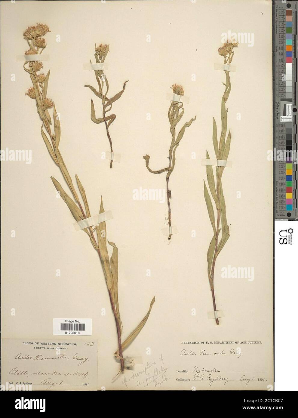 Symphyotrichum phyllodes Symphyotrichum phyllodes Stock Photo - Alamy