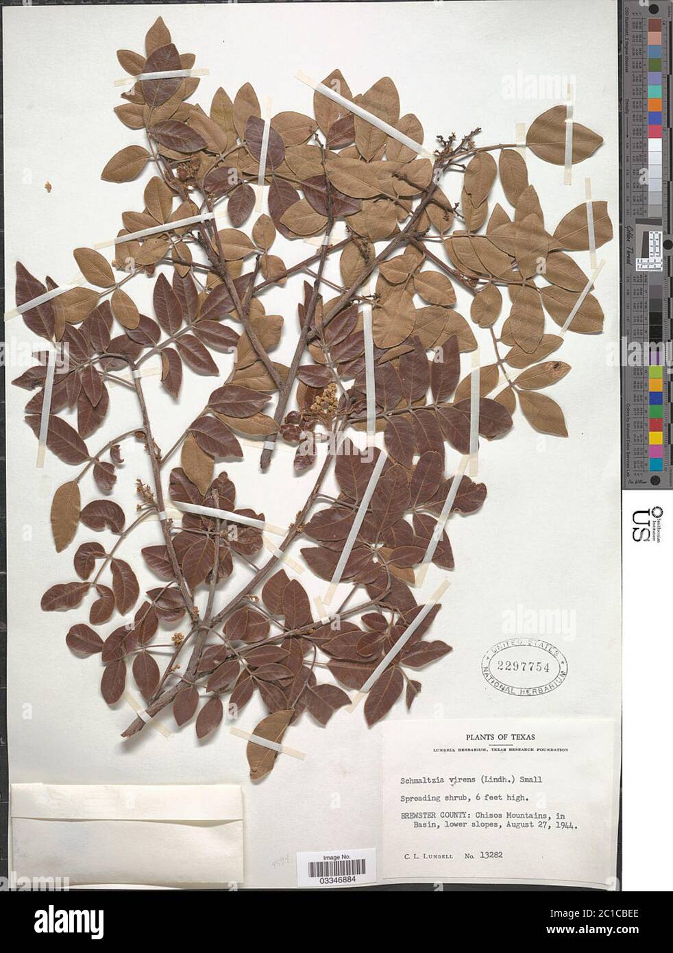 Rhus virens hi-res stock photography and images - Alamy