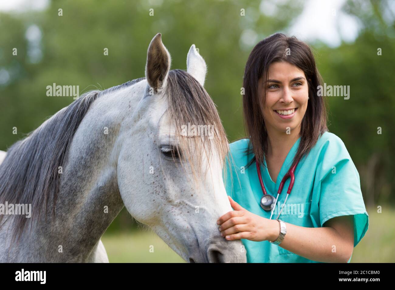 Veterinary great performing a scan to a young mare Stock Photo - Alamy