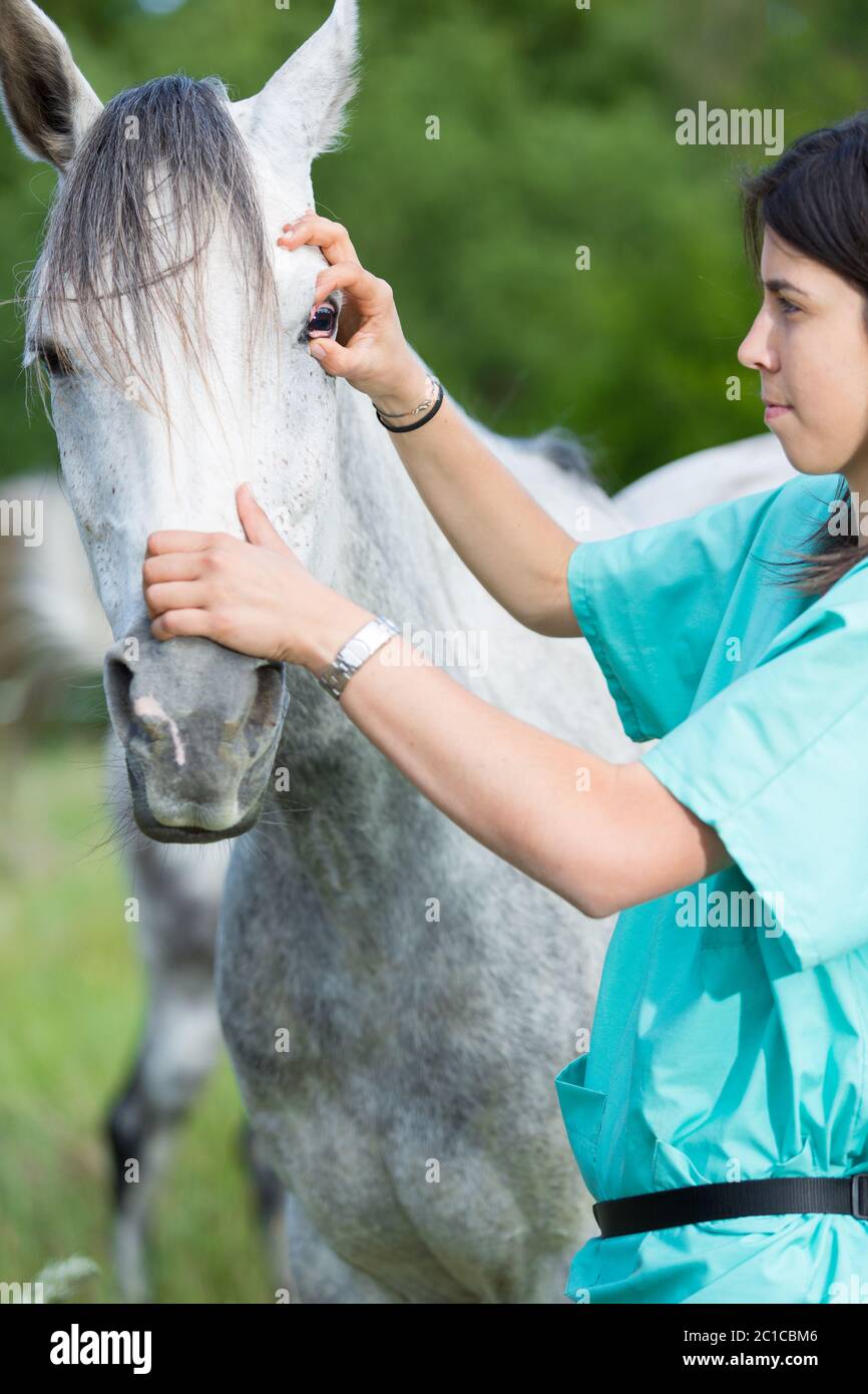 Veterinary great performing a scan to a young mare Stock Photo - Alamy
