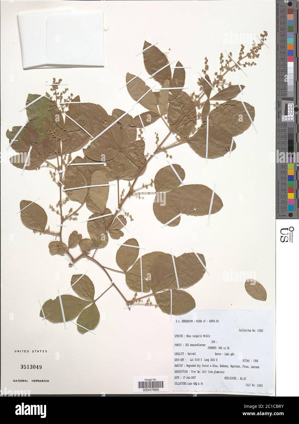 Rhus vulgaris Meikle Rhus vulgaris Meikle Stock Photo - Alamy