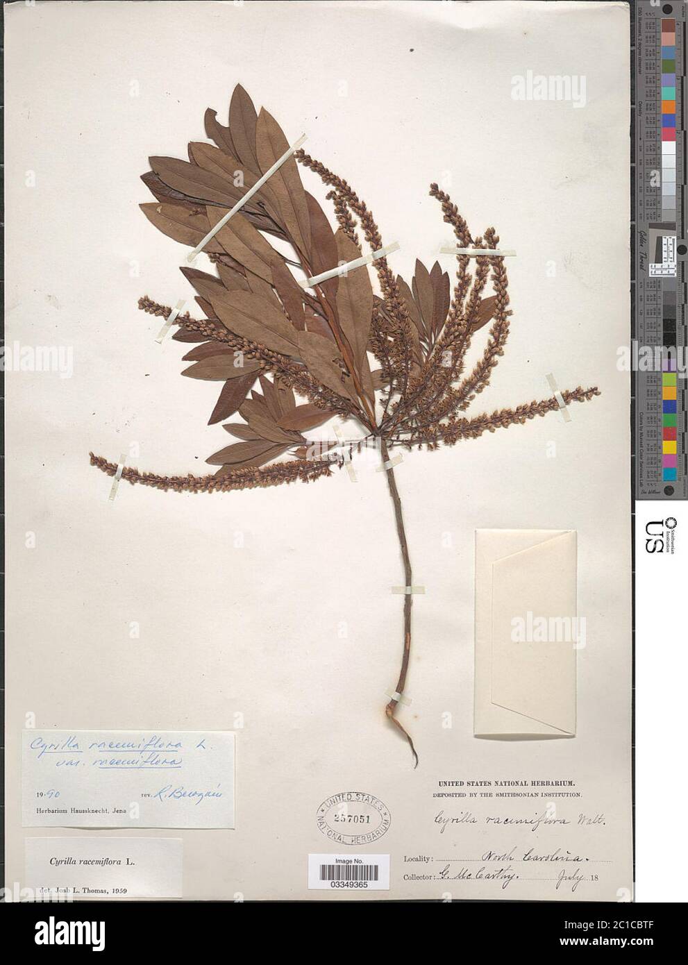 Cyrilla racemiflora L Cyrilla racemiflora L Stock Photo - Alamy