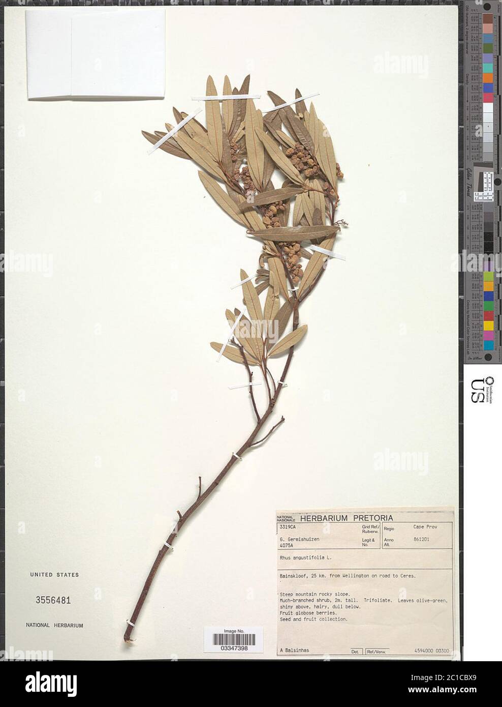 Rhus angustifolia L Rhus angustifolia L Stock Photo - Alamy