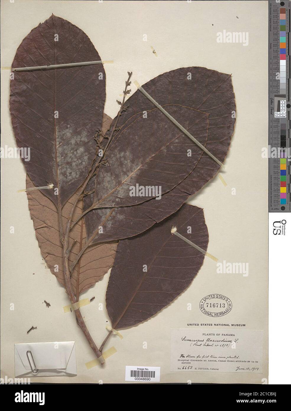 Semecarpus anacardium Semecarpus anacardium Stock Photo - Alamy