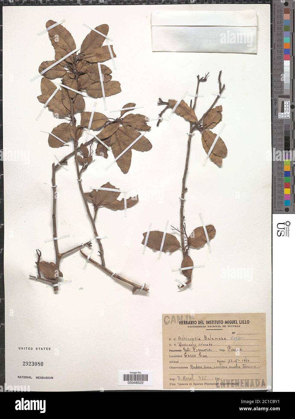 Schinopsis balansae Schinopsis balansae Stock Photo - Alamy