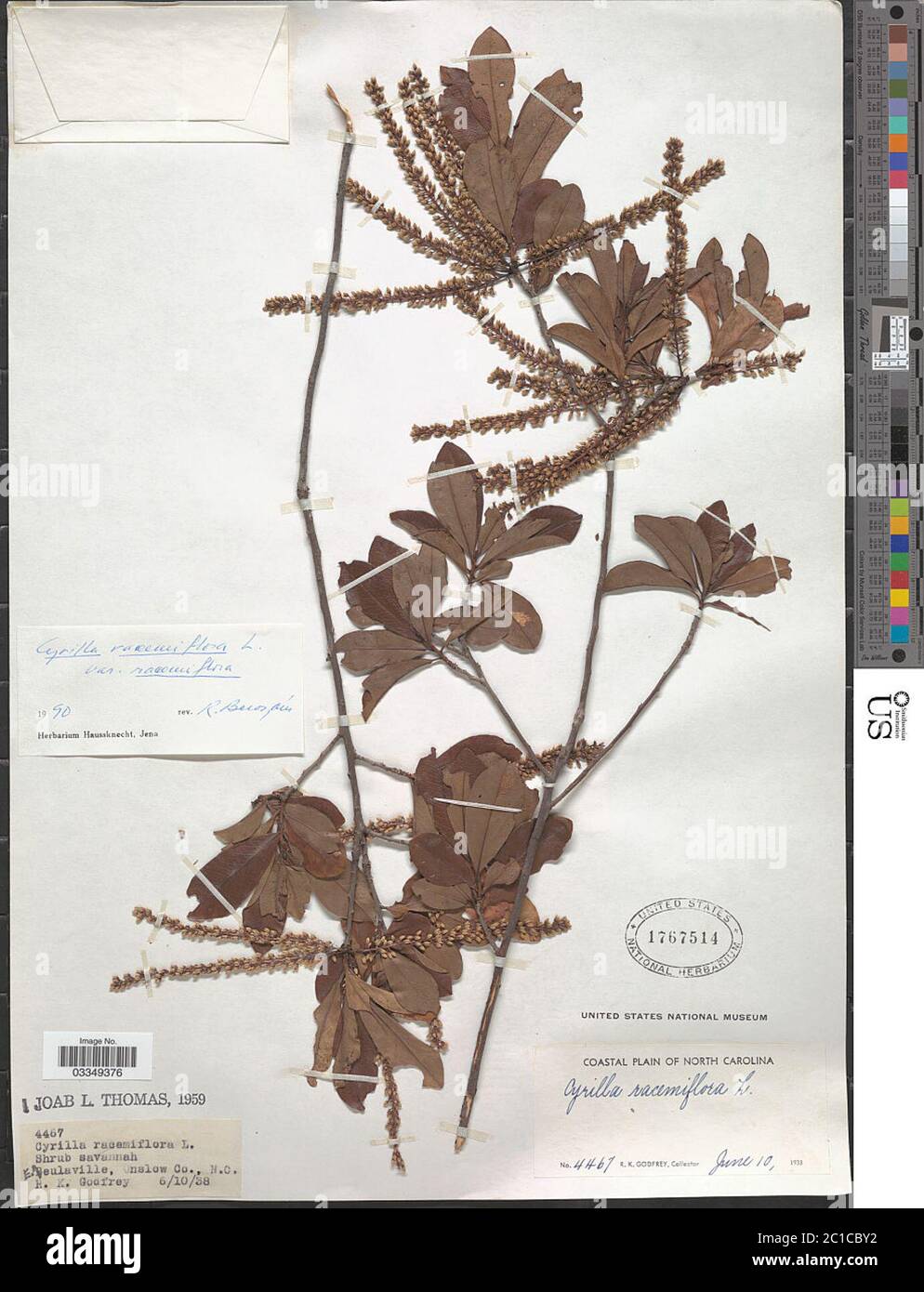 Cyrilla racemiflora L Cyrilla racemiflora L Stock Photo - Alamy