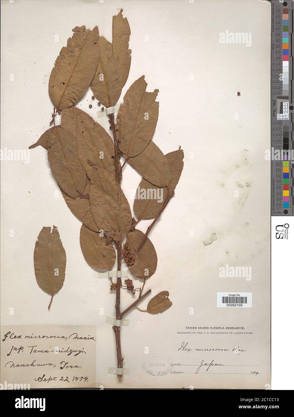 Ilex micrococca Maxim Ilex micrococca Maxim Stock Photo - Alamy