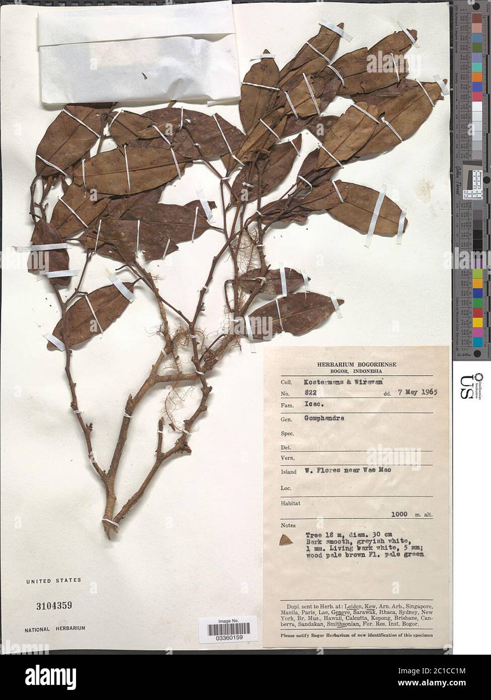 Gomphandra hi-res stock photography and images - Alamy