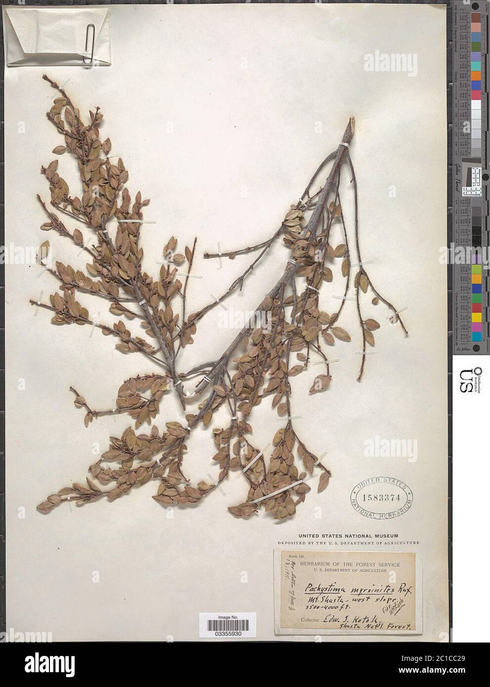 Pachystima myrsinites Pursh Raf Pachystima myrsinites Pursh Raf Stock ...