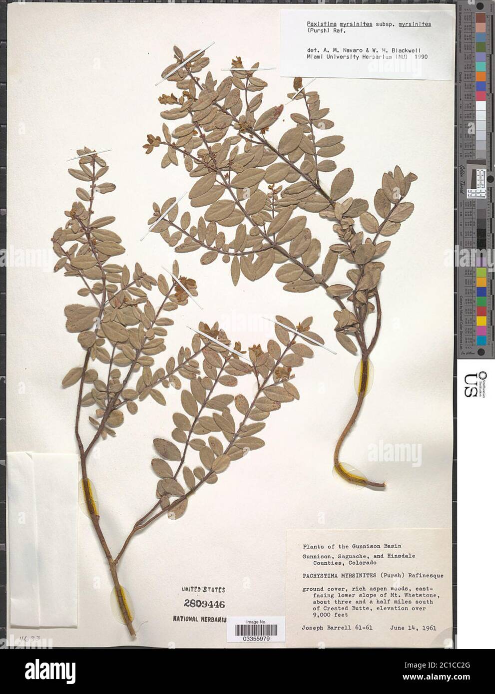 Pachystima myrsinites subsp myrsinites Pachystima myrsinites subsp ...