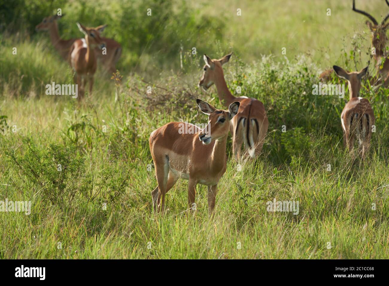 Impala Group Impalas Antelope Portrait Africa Safari Stock Photo - Alamy