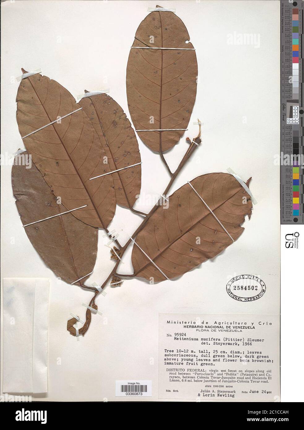 Metteniusa nucifera Pittier Sleumer Metteniusa nucifera Pittier Sleumer ...