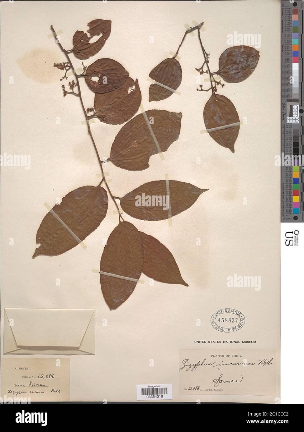 Ziziphus incurva Roxb Ziziphus incurva Roxb Stock Photo - Alamy