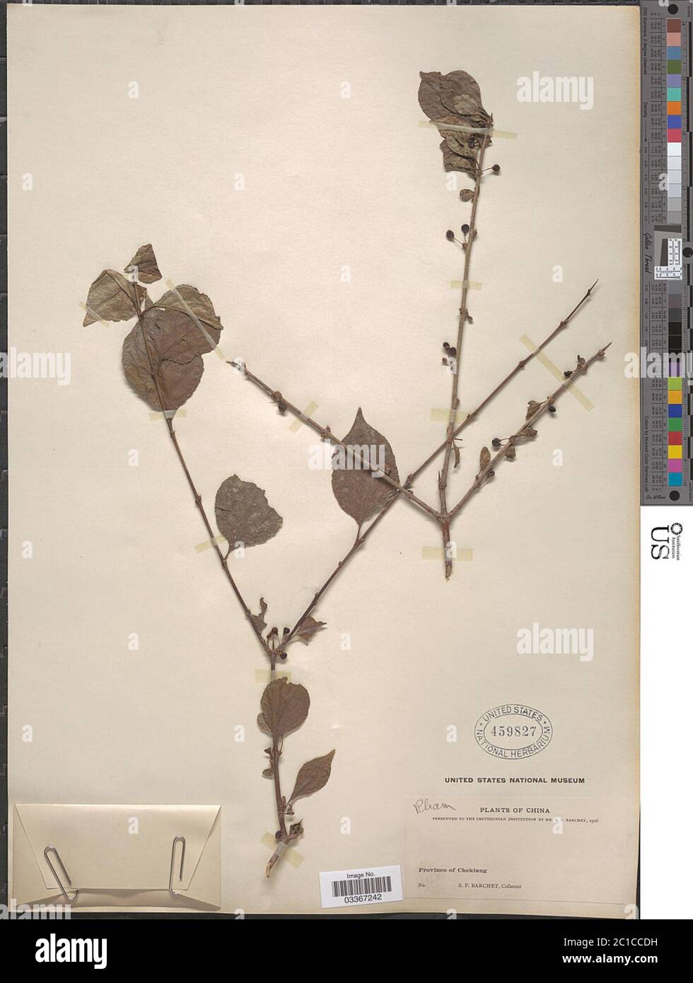 Rhamnus sp Rhamnus sp Stock Photo - Alamy
