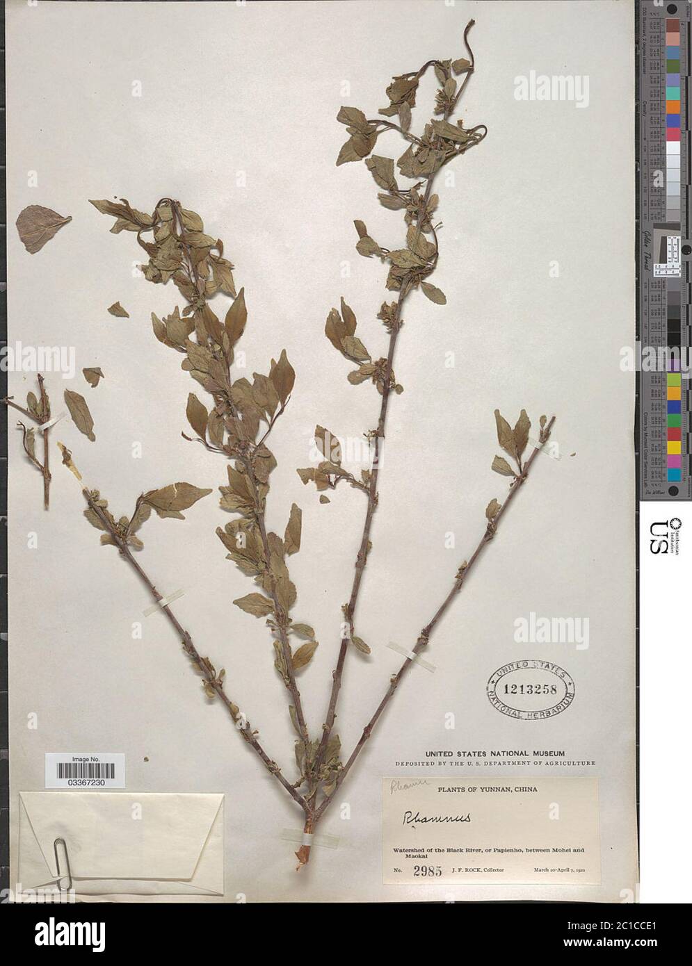 Rhamnus sp Rhamnus sp Stock Photo - Alamy