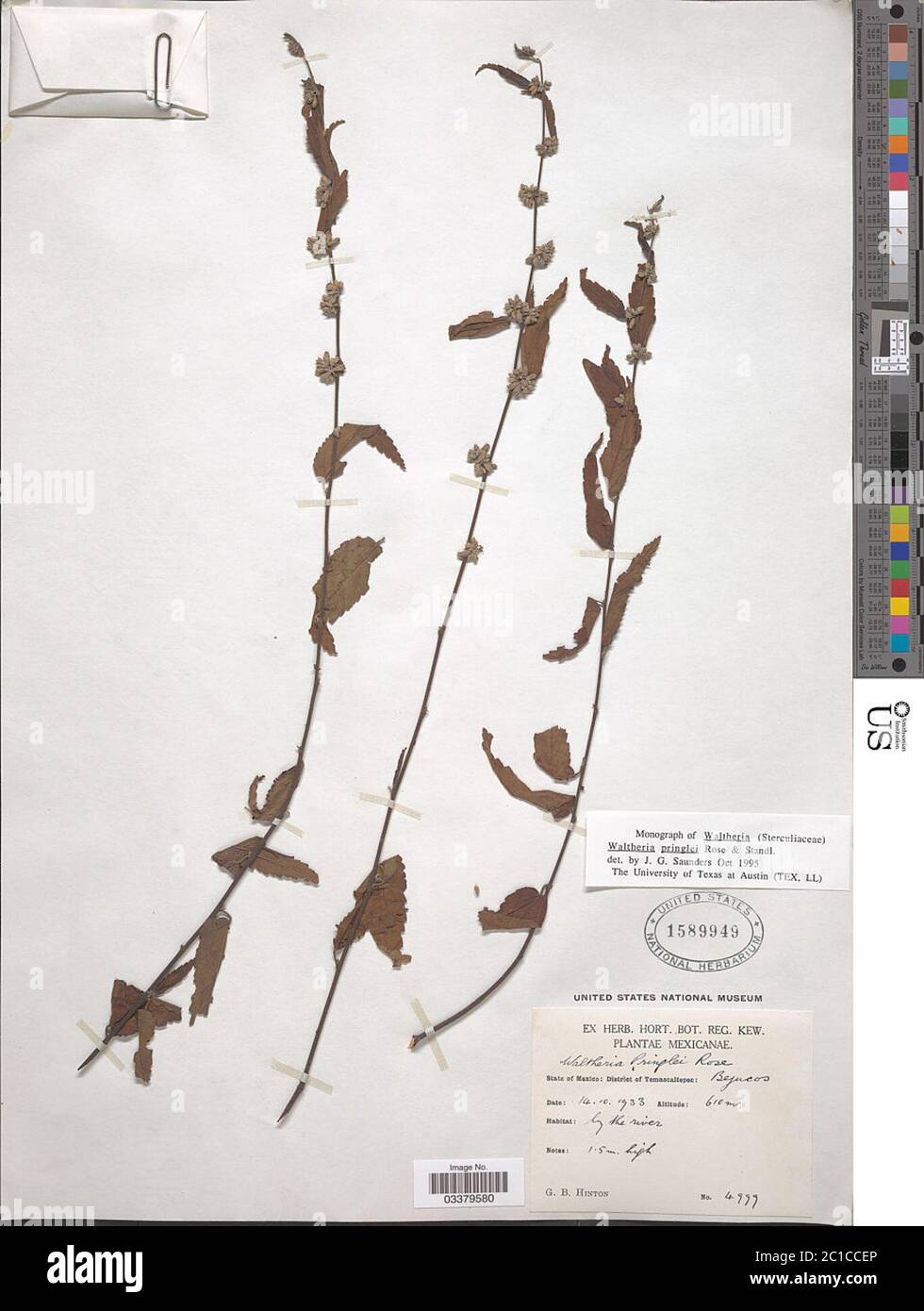 Waltheria pringlei Rose Standl Waltheria pringlei Rose Standl Stock ...