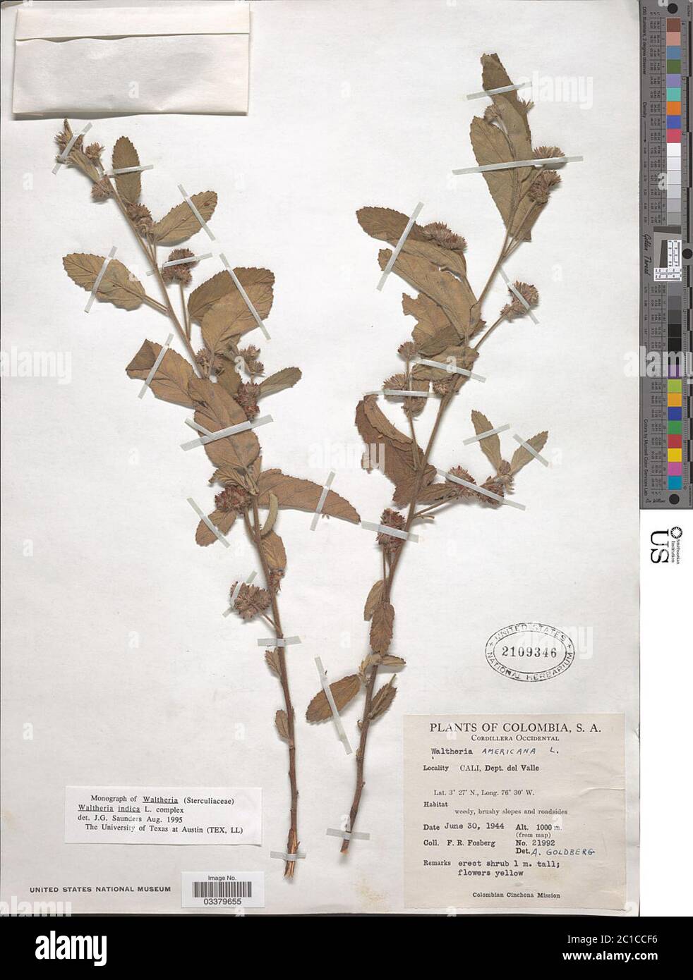 Waltheria indica L Waltheria indica L Stock Photo - Alamy