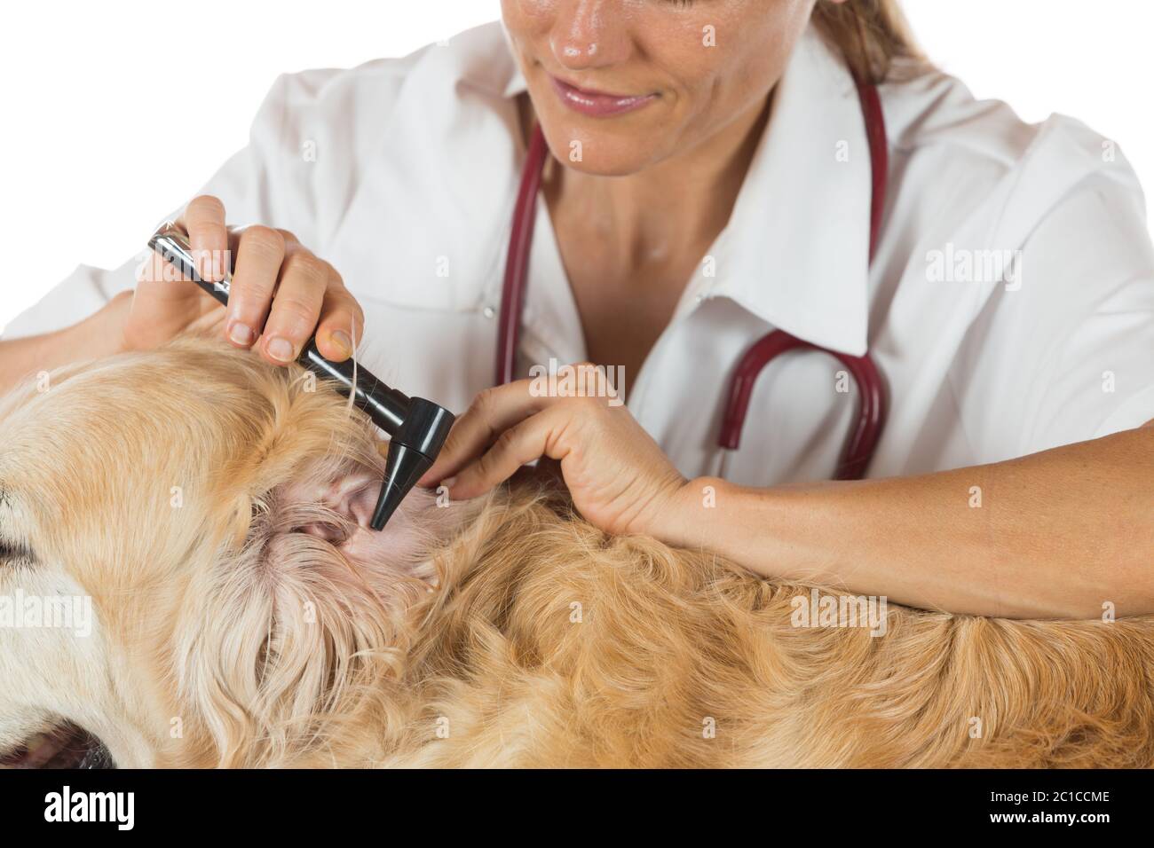 Veterinary conducting an inspection of the ear to a Golden Retriver ...
