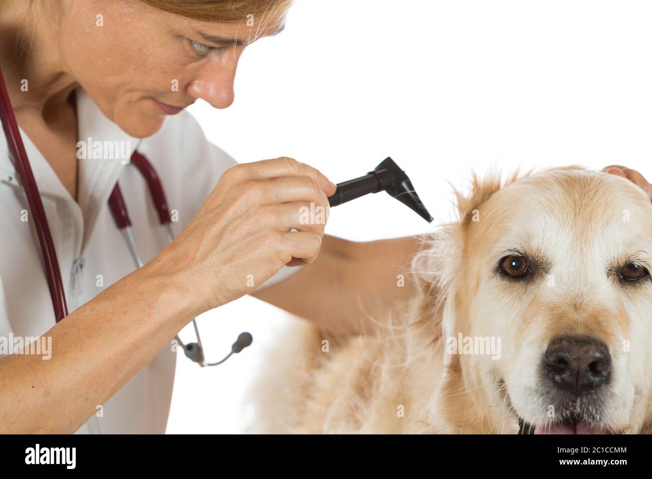 Veterinary conducting an inspection of the ear to a Golden Retriver ...