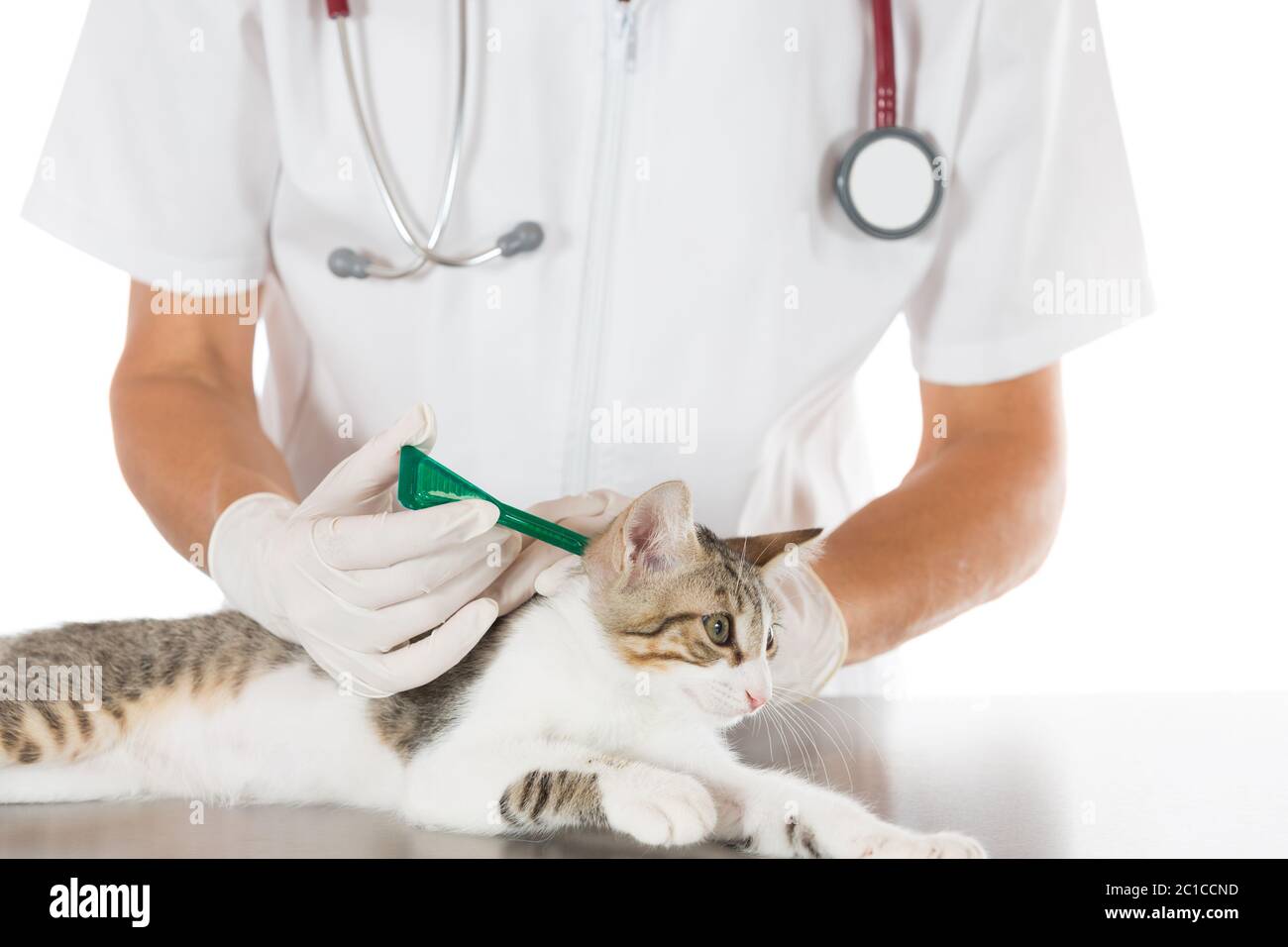Placing a pipette veterinary antiparasitic a cat in clinic Stock Photo ...