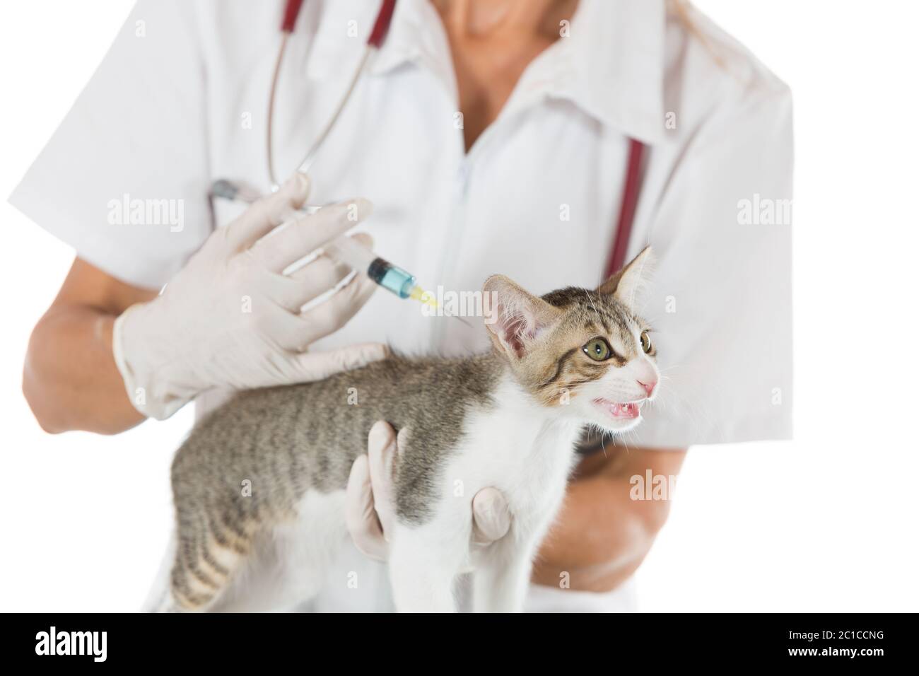 Placing a veterinary vaccine injection to a cat at the clinic Stock ...