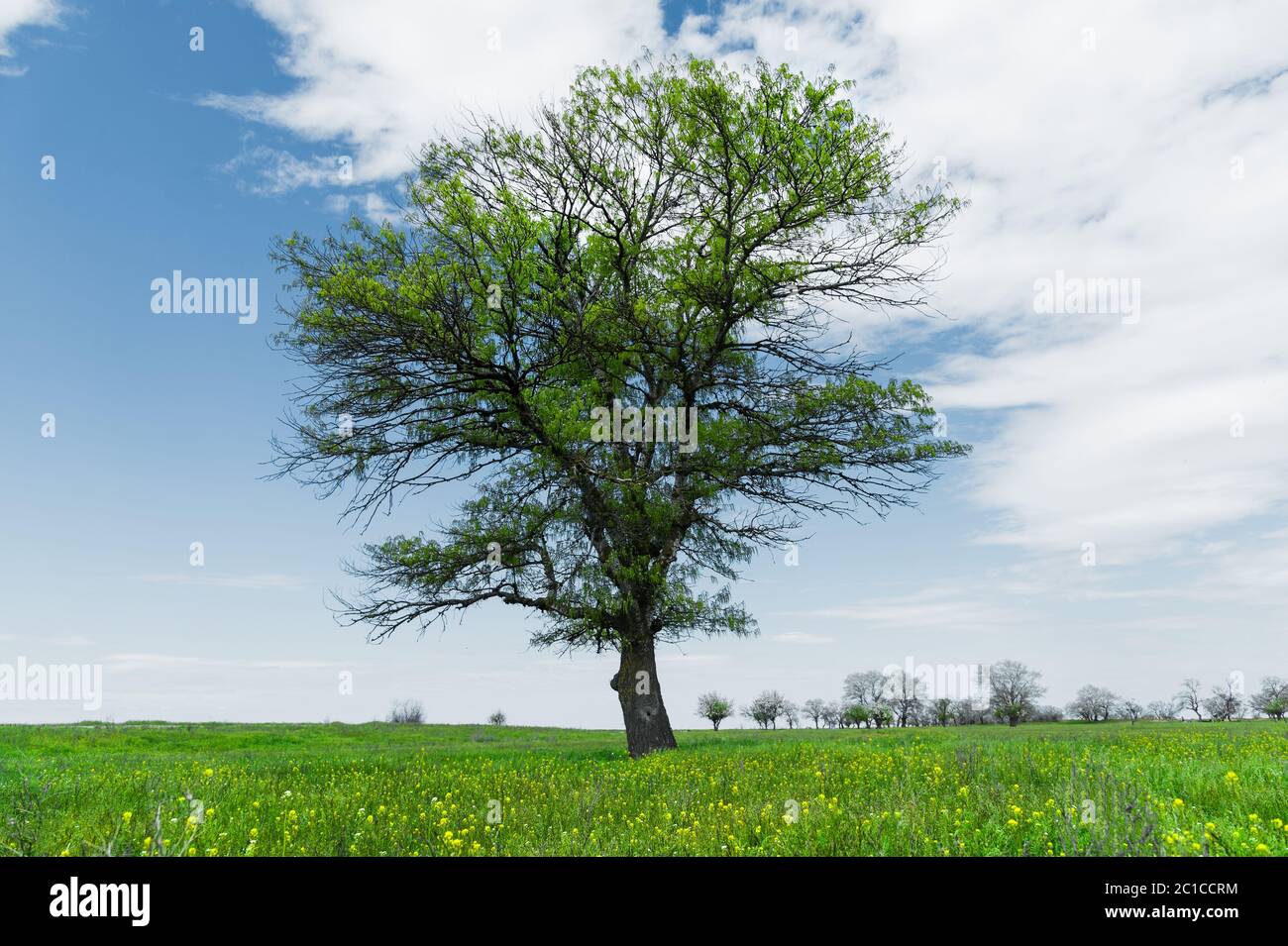 Spring landscape lonely green oak tree on a green field of lush grass ...