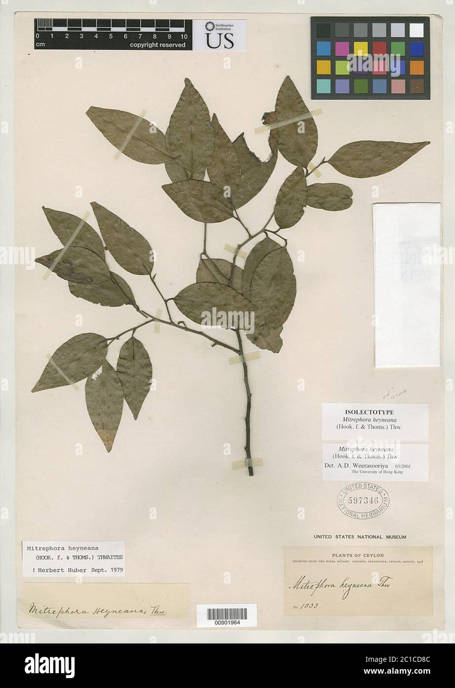 Orophea heyneana Hook Thomson Orophea heyneana Hook Thomson Stock Photo ...