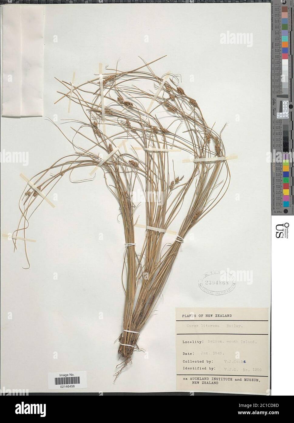 Litorosa hi-res stock photography and images - Alamy