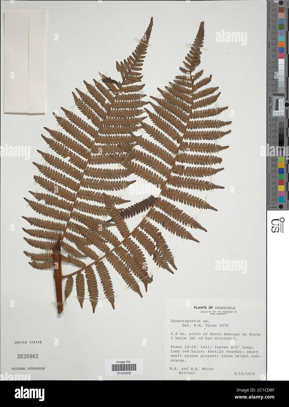 Cyathea sp hi-res stock photography and images - Alamy