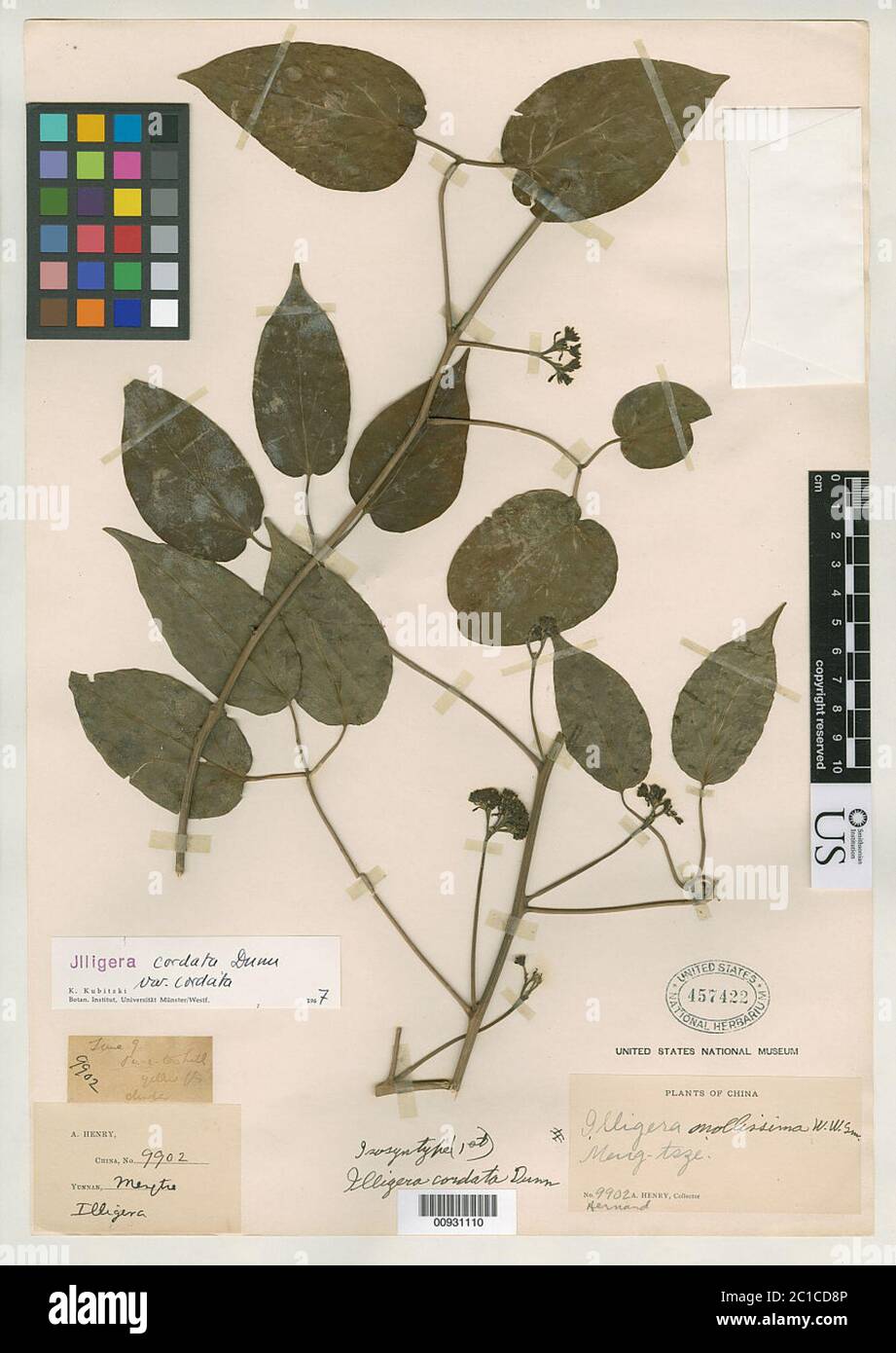 Illigera cordata Dunn Illigera cordata Dunn Stock Photo - Alamy