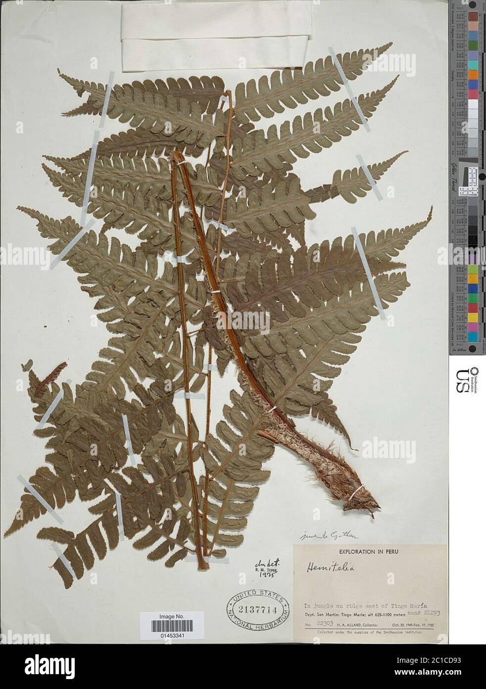 Cyathea sp hi-res stock photography and images - Alamy
