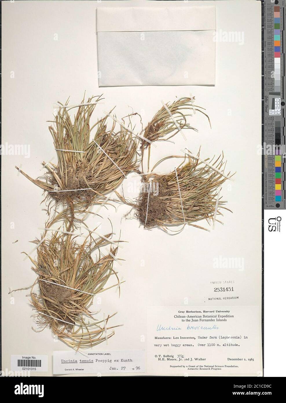 Carex firmula Kk JR Starr Carex firmula Kk JR Starr Stock Photo - Alamy