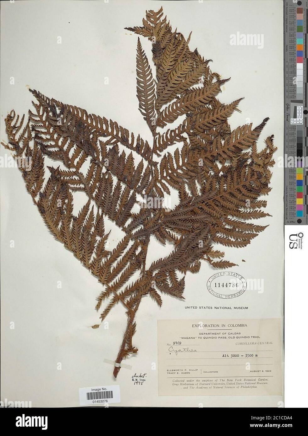 Cyathea sp hi-res stock photography and images - Alamy