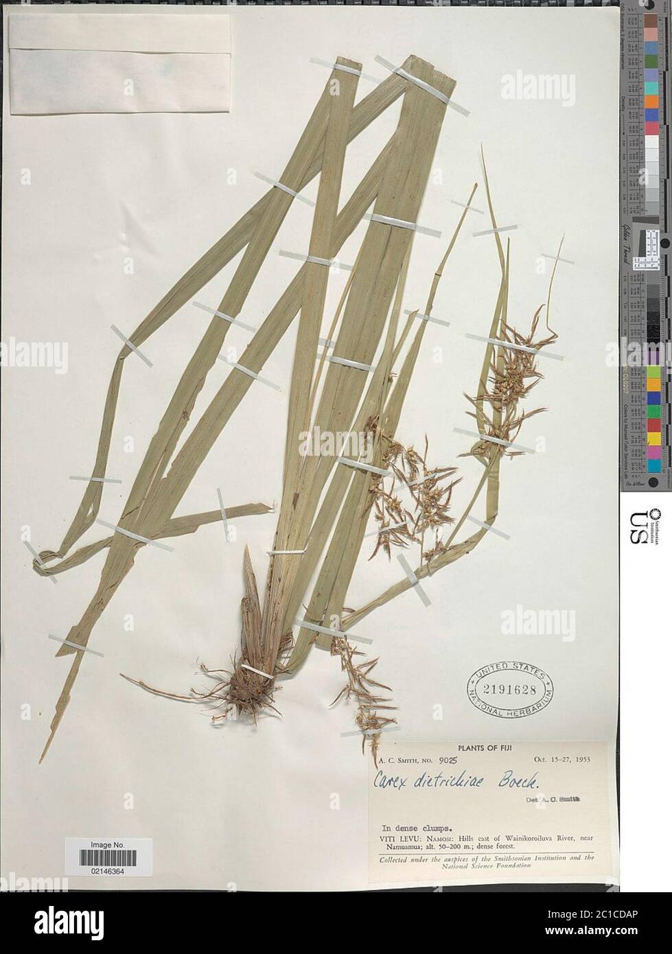 Carex dietrichiae Boeckeler Carex dietrichiae Boeckeler Stock Photo - Alamy