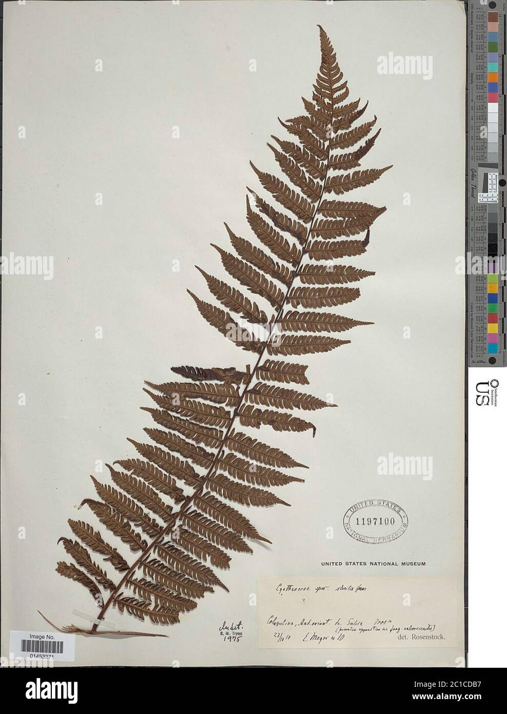 Cyathea sp hi-res stock photography and images - Alamy