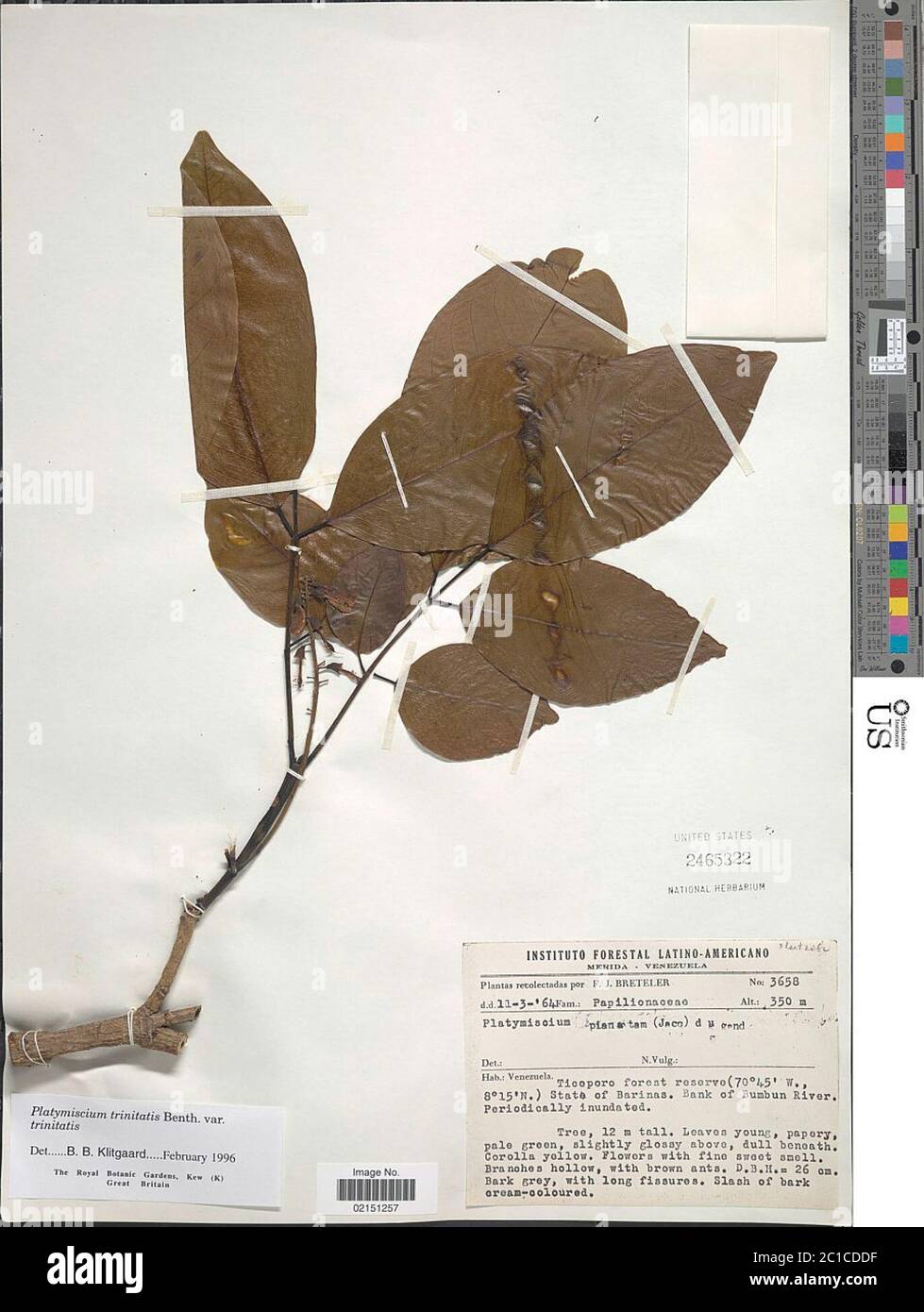 Platymiscium trinitatis Benth var trinitatis Platymiscium trinitatis ...