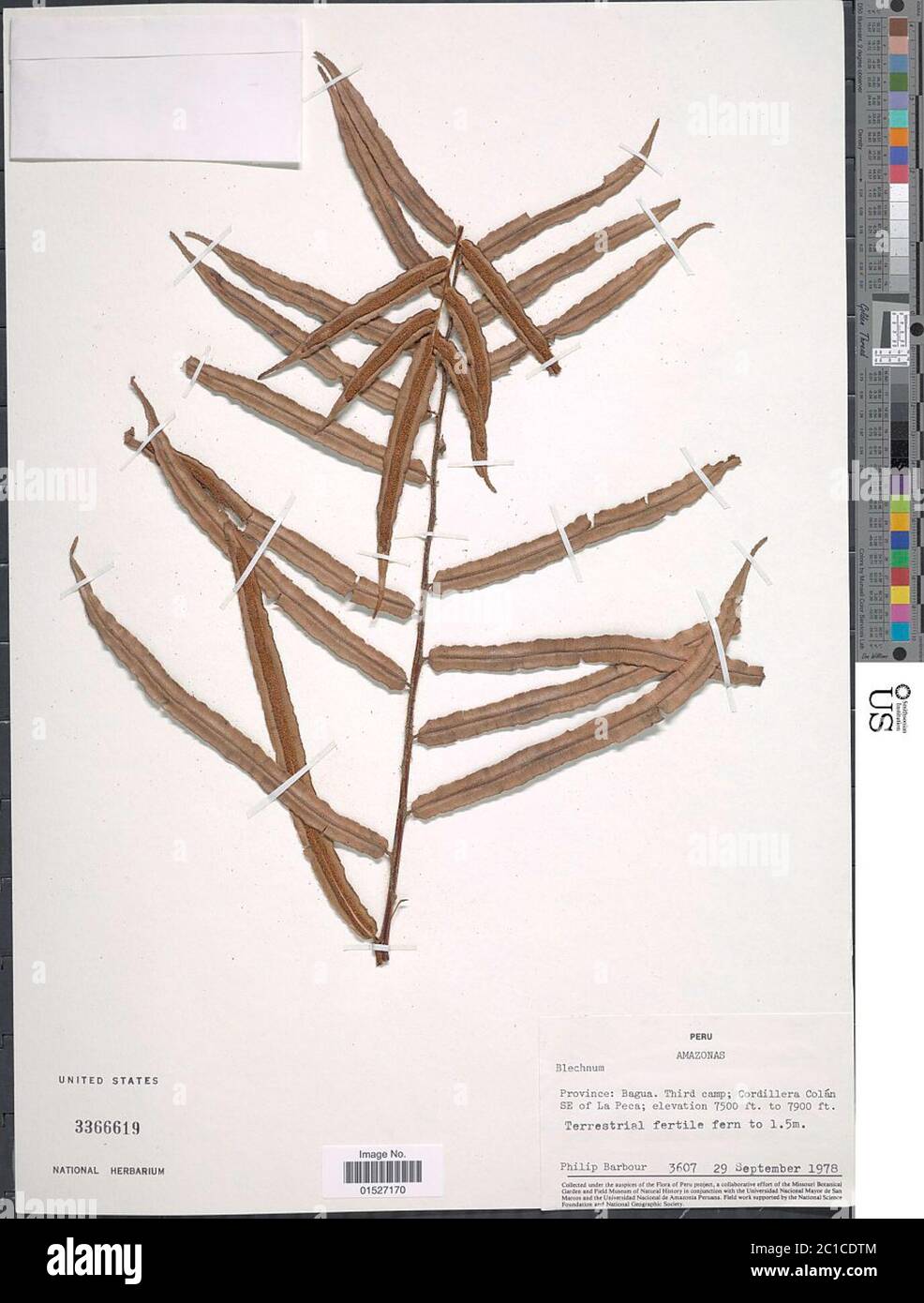 Blechnum sp hi-res stock photography and images - Alamy