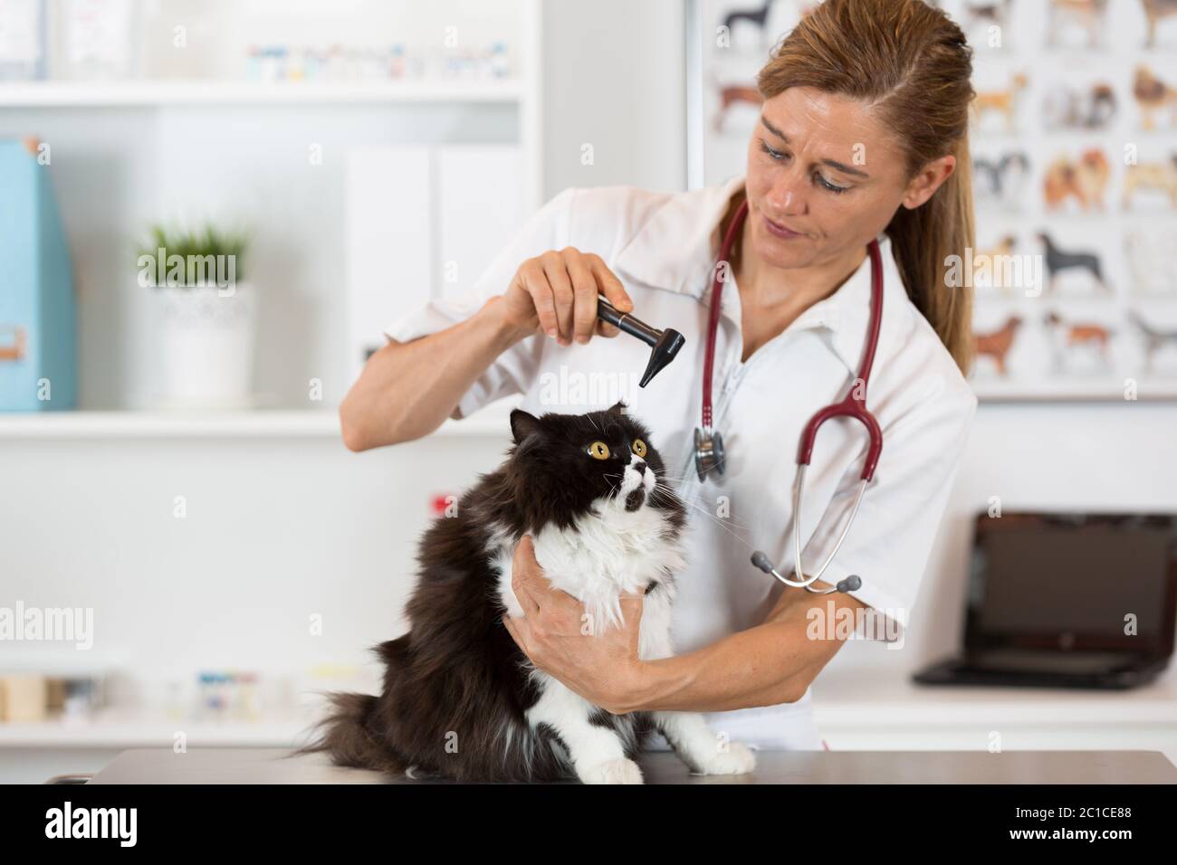 Veterinary inspecting the eyes of a cat in clinic Stock Photo - Alamy