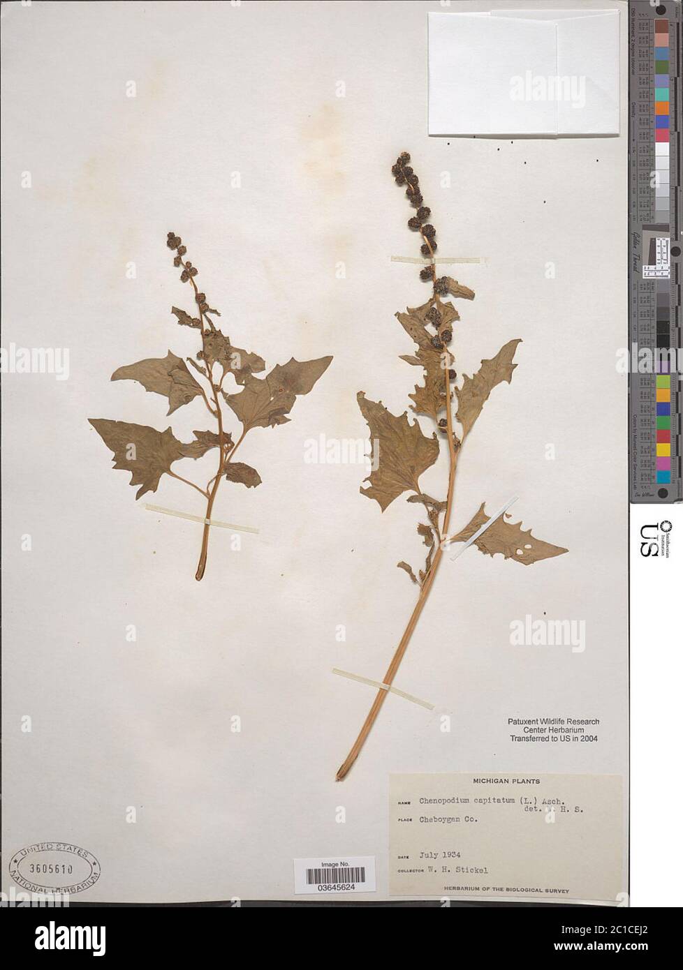 Blitum capitatum hi-res stock photography and images - Alamy