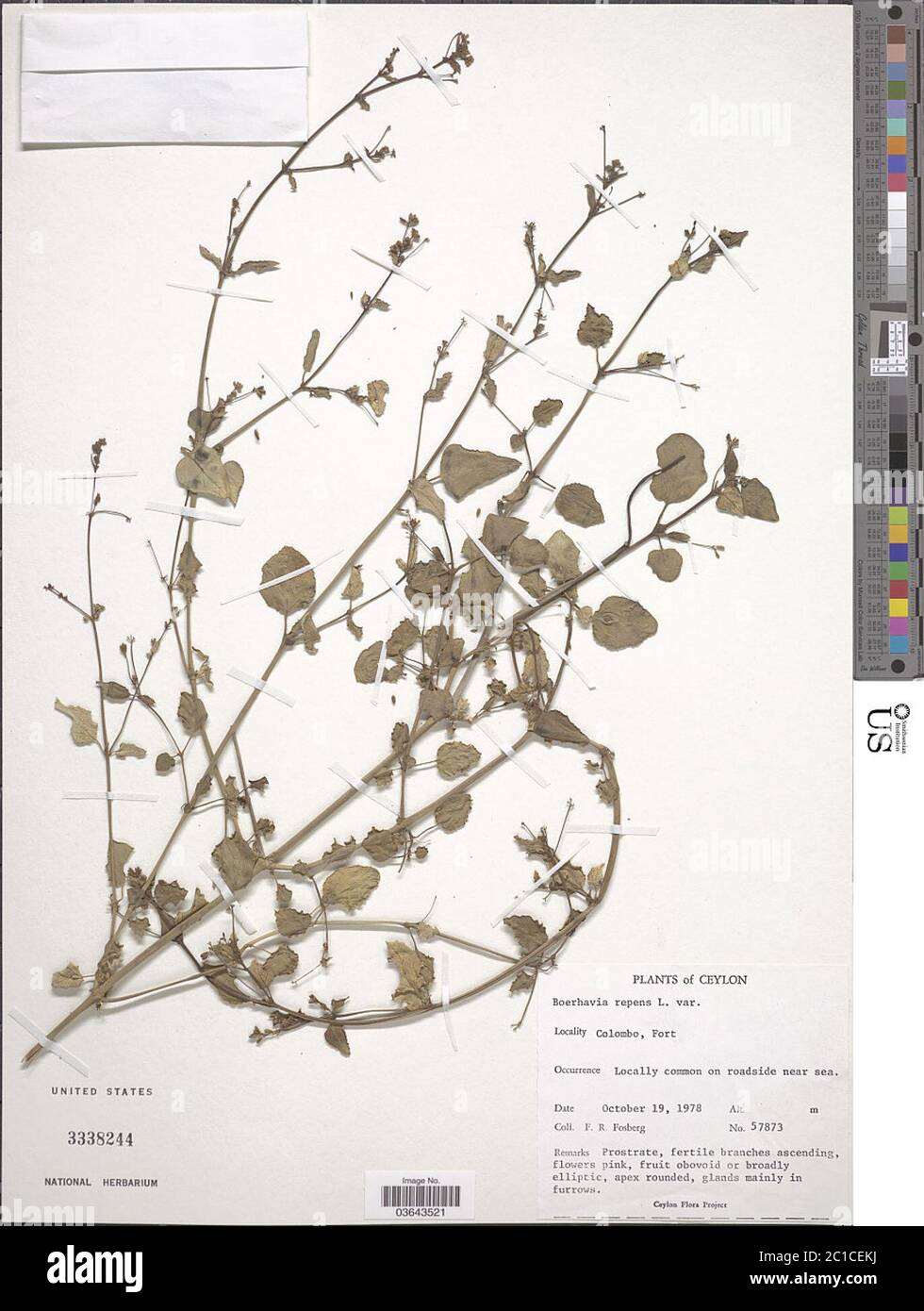 Boerhavia repens hi-res stock photography and images - Alamy