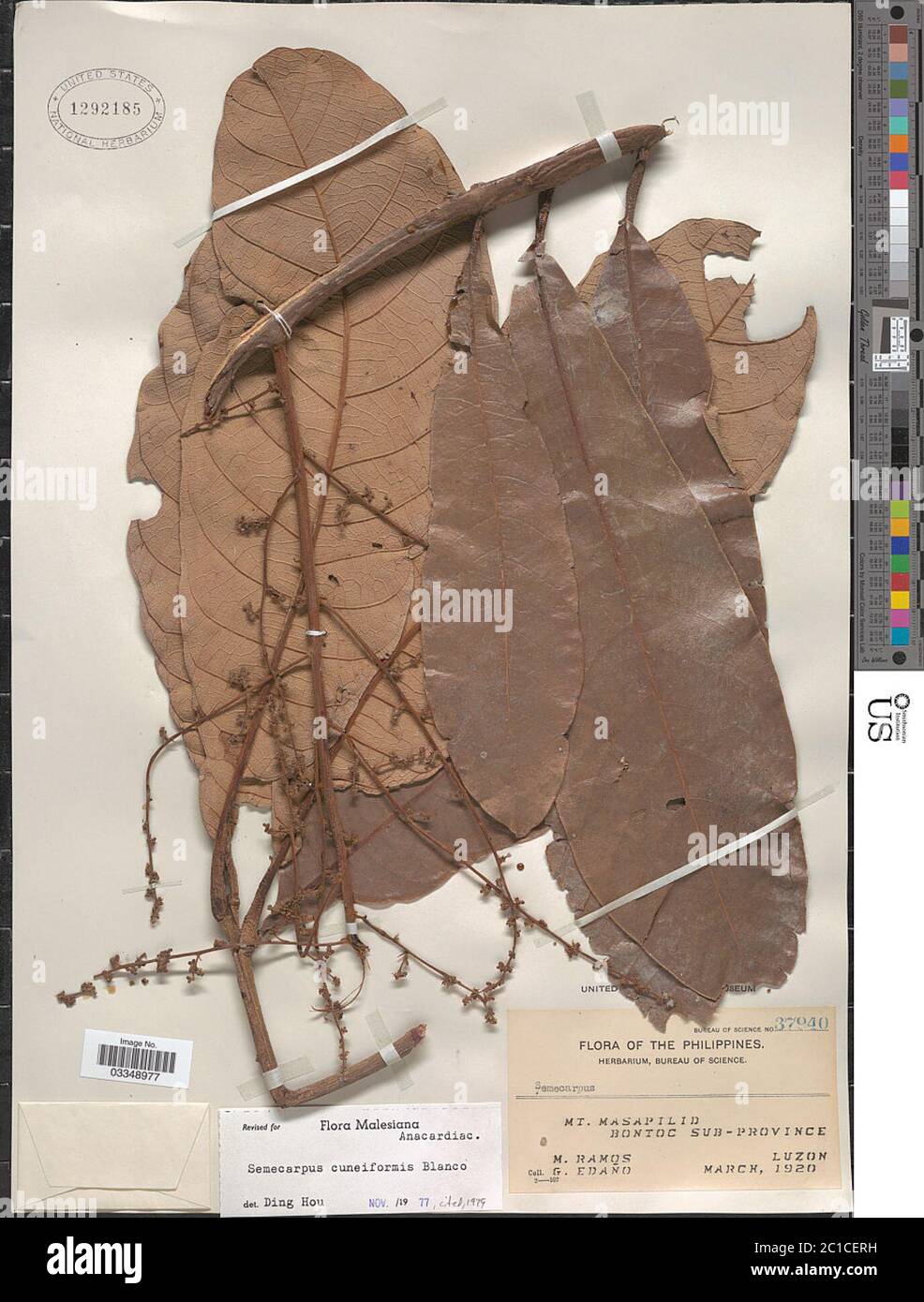Semecarpus cuneiformis Blanco Semecarpus cuneiformis Blanco Stock Photo ...