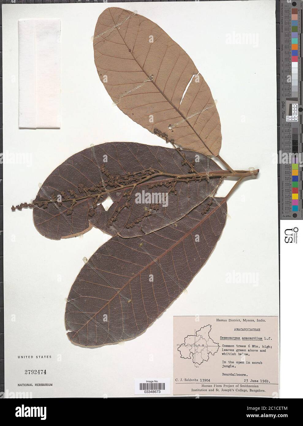 Semecarpus anacardium Semecarpus anacardium Stock Photo - Alamy