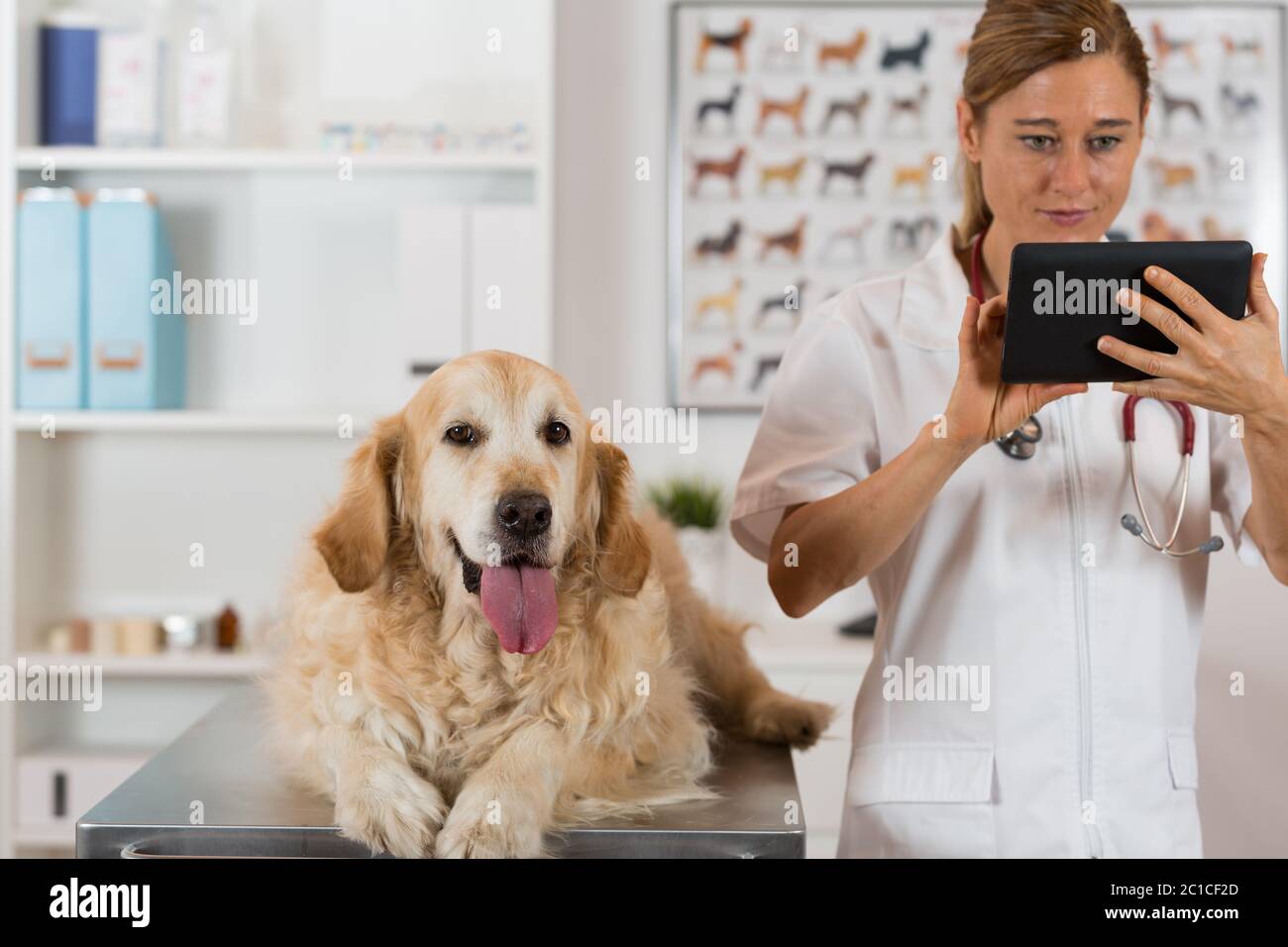 Veterinary clinic golden retriever tablet hi-res stock photography and ...